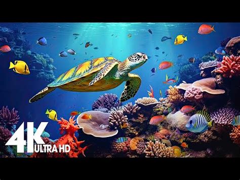 4K Stunning Underwater Wonders Of The Red Sea Colorful Coral Reef