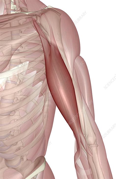 Biceps Brachii Stock Image F002 0615 Science Photo Library
