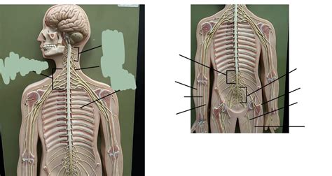 Cervical And Brachial Plexus Pt Diagram Quizlet
