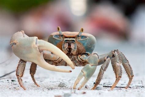 Cómo es el cangrejo Características de los cangrejos