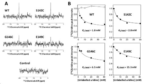Relative Affinities Of Uridine Binding To Wild Type NupC And Mutants In