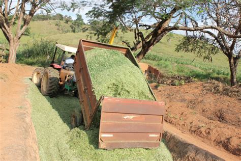 BRS Capiaçu cultivar de capim elefante de alto rendimento para