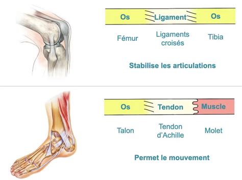 CHAPITRE 2 Commande Et Fonctionnement Des Muscles SVT Jules Michelet