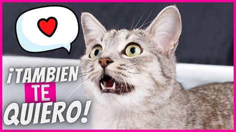 11 Maneras De Demostrarle A Tu Gato Que Le Quieres En Un Idioma Que Él