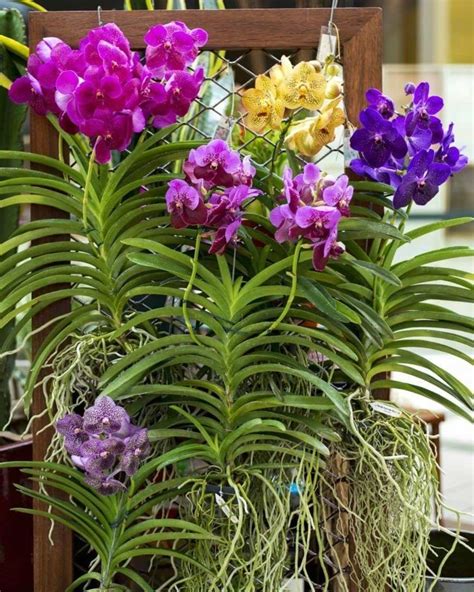 Orqu Dea Vanda Como Cuidar Plantar E Fazer Mudas Fotos Orchid