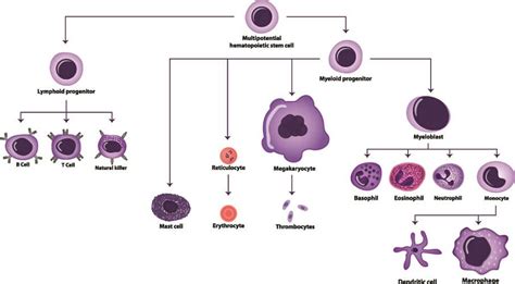 B Cells B Lymphocytes The Definitive Guide Biology Dictionary