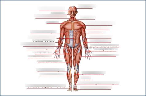 Anterior View Of Muscles 4 Diagram Quizlet
