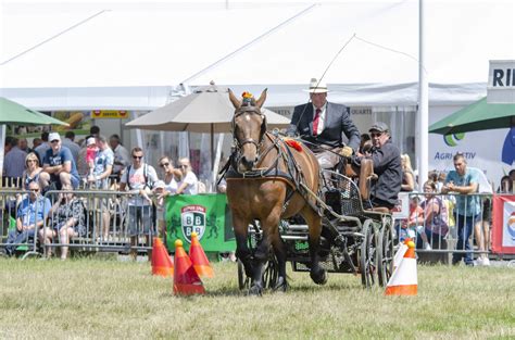 La Foire De Libramont Studbook Du Cheval De Trait Ardennais