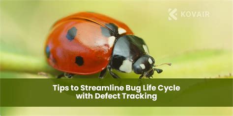 tips to streamline bug life cycle with defect tracking kovair blog