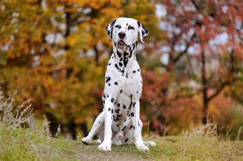 Top 5 Des Races De Chiens Les Plus Rapides Au Monde