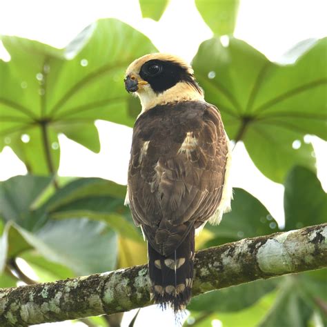 Macagua Rieur Laughing Falcon PANAMA Meteti Noelle Piron Flickr