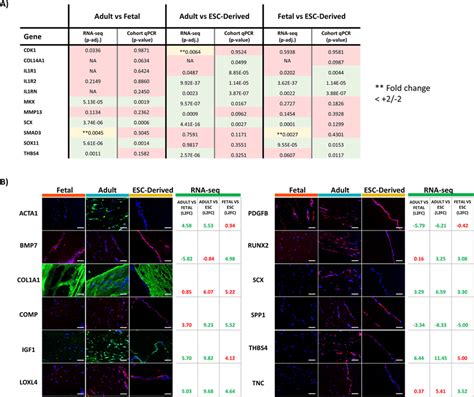 Validation Of RNA Sequencing Results A Comparison Of DE Genes Using