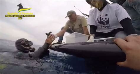Taranto Liberate Due Giovani Tartarughe Caretta Caretta La Ringhiera