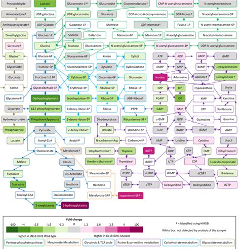 Fold Change Heat Map Representing Central Metabolic Pathways And