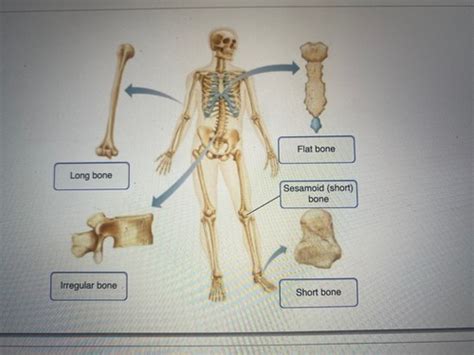 Bio 168 Chapter 6 Mastering A P Bones And Skeletal Tissues Flashcards