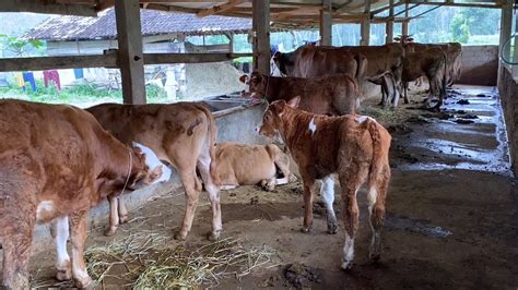 BAGAIMANA CARA AGAR SUKSES BREEDING SAPI HINGGA PUNYA RATUSAN EKOR
