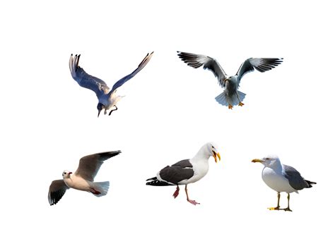 Måger Fugle Flyvende Gratis billeder på Pixabay Pixabay