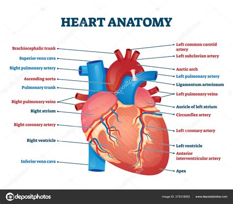 Heart Anatomy Vector Labeled Organ Structure Educational Scheme Stock