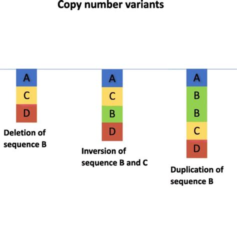 Copy Number Variation Shows Different Types Of Structural Variation In
