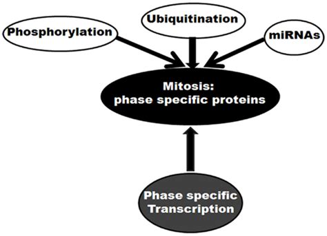 Frontiers Transcriptional Control Of Mitosis Deregulation And Cancer