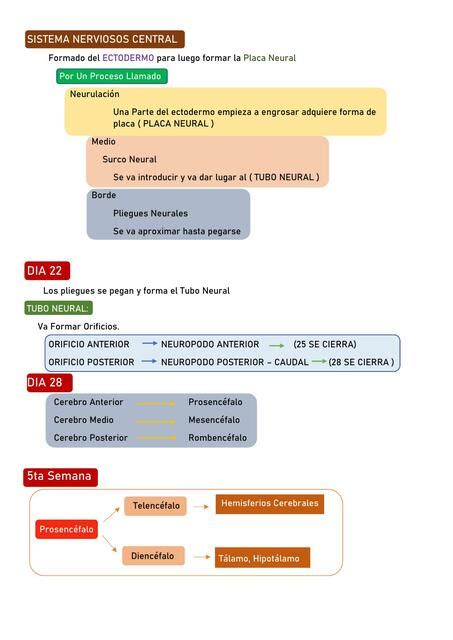 Sistema Nervioso Central Ectodermo Embriología YUDOC ORG uDocz