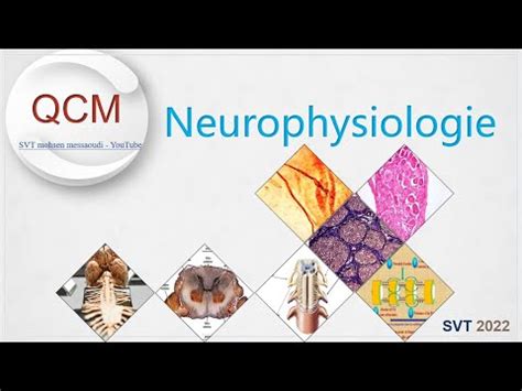 QCM Neurophysiologie YouTube