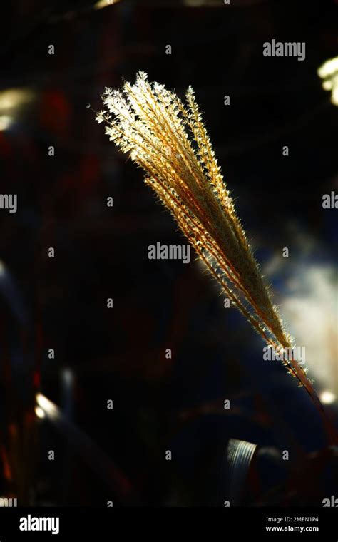 A Vertical Closeup Of Miscanthus Sinensis The Eulalia Chinese Silver