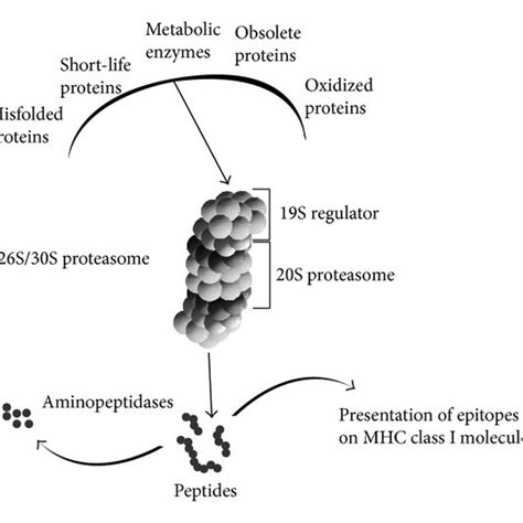 Schematic Representation Of The Proteasome Degradation Pathways