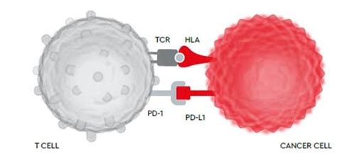 PromoCells HLA Typed Cells Bio Connect