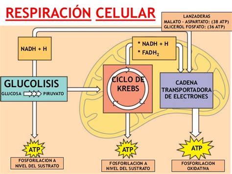 Cuadros sinópticos sobre respiración celular Cuadro Comparativo