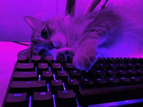 Cute Aesthetic Purple Pfp IMAGESEE