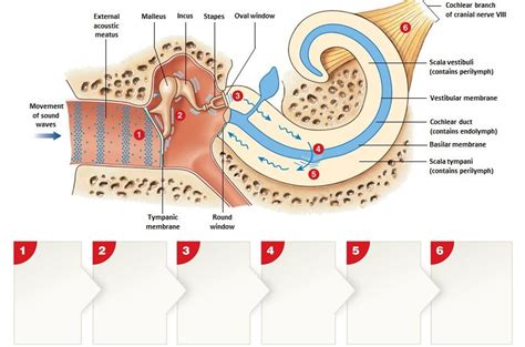 Special Senses Diagram Quizlet