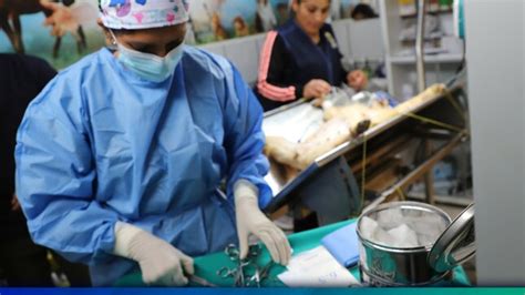 Campaña de Esterilización Noticias Municipalidad Provincial