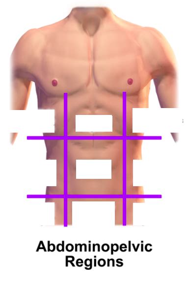 9 Abdominopelvic Regions Diagram Quizlet