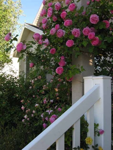 Bloomin Rs Beautiful Rose Flowers Garden Inspiration Front Yard Garden