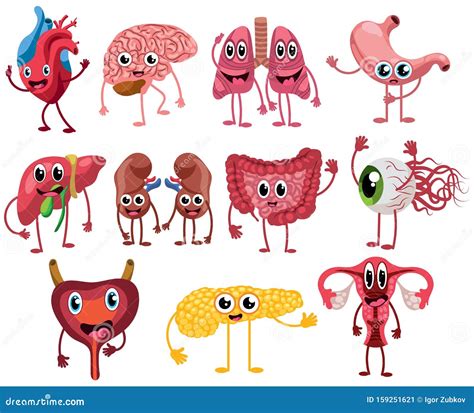 Set Of Cute And Funny Healthy Human Organ Characters Collection Of