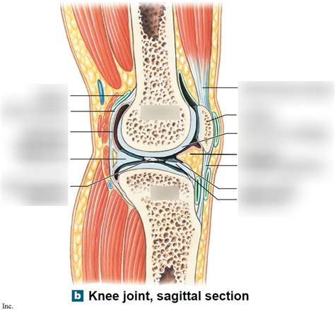 Knee Joint Diagram Quizlet