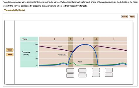 Place The Appropriate Valve Position For The Atrioventricular Valves