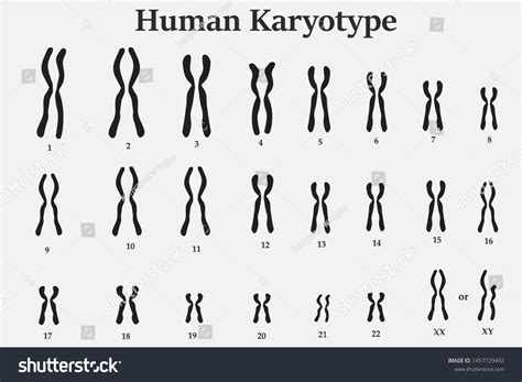 530 Human Karyotype Images Stock Photos Vectors Shutterstock