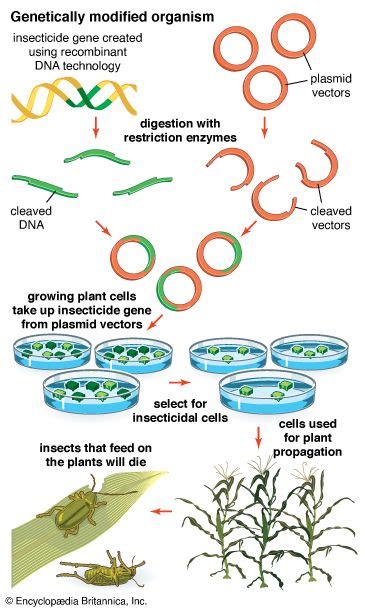 Genetically Modified Organism Medicine Research Biotechnology