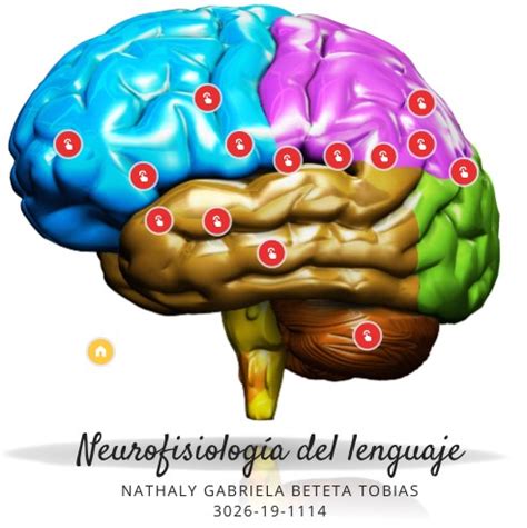 Neurofisiología del lenguaje