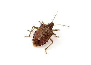 Vermont Stink Bug Removal