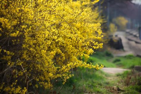 Fabelagtige Buske Med Gule Blomster