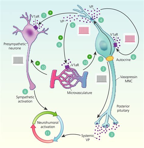 Frontiers The Role Of Oxytocin And The Effect Of Stress Off
