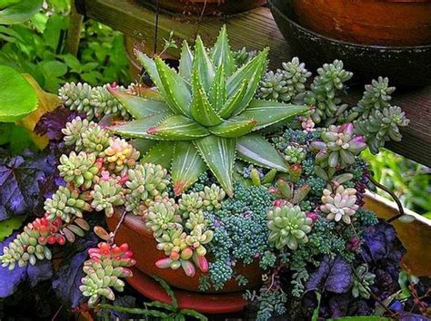 Pin By Ez A Tuti On Kaktuszok Cactuses Succulents In Containers