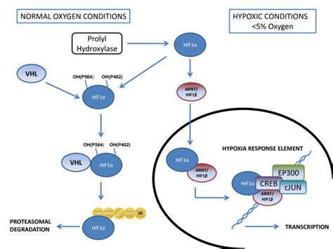 Overview Of The Hypoxia Inducible Factor HIF Pathway In Normoxic