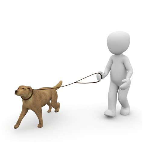 La Importancia De Sacar A Pasear A Tu Perro Pet Social Network