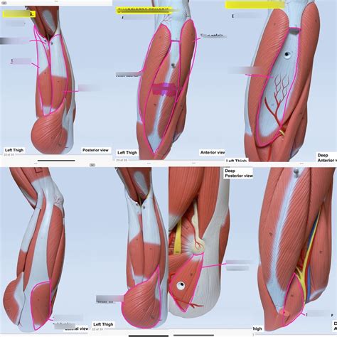 Leg Muscles Thigh Diagram Quizlet