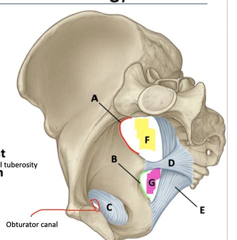 Pelvic Wall Osteology Diagram Quizlet