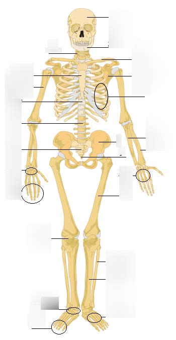 Lab Joints Diagram Quizlet